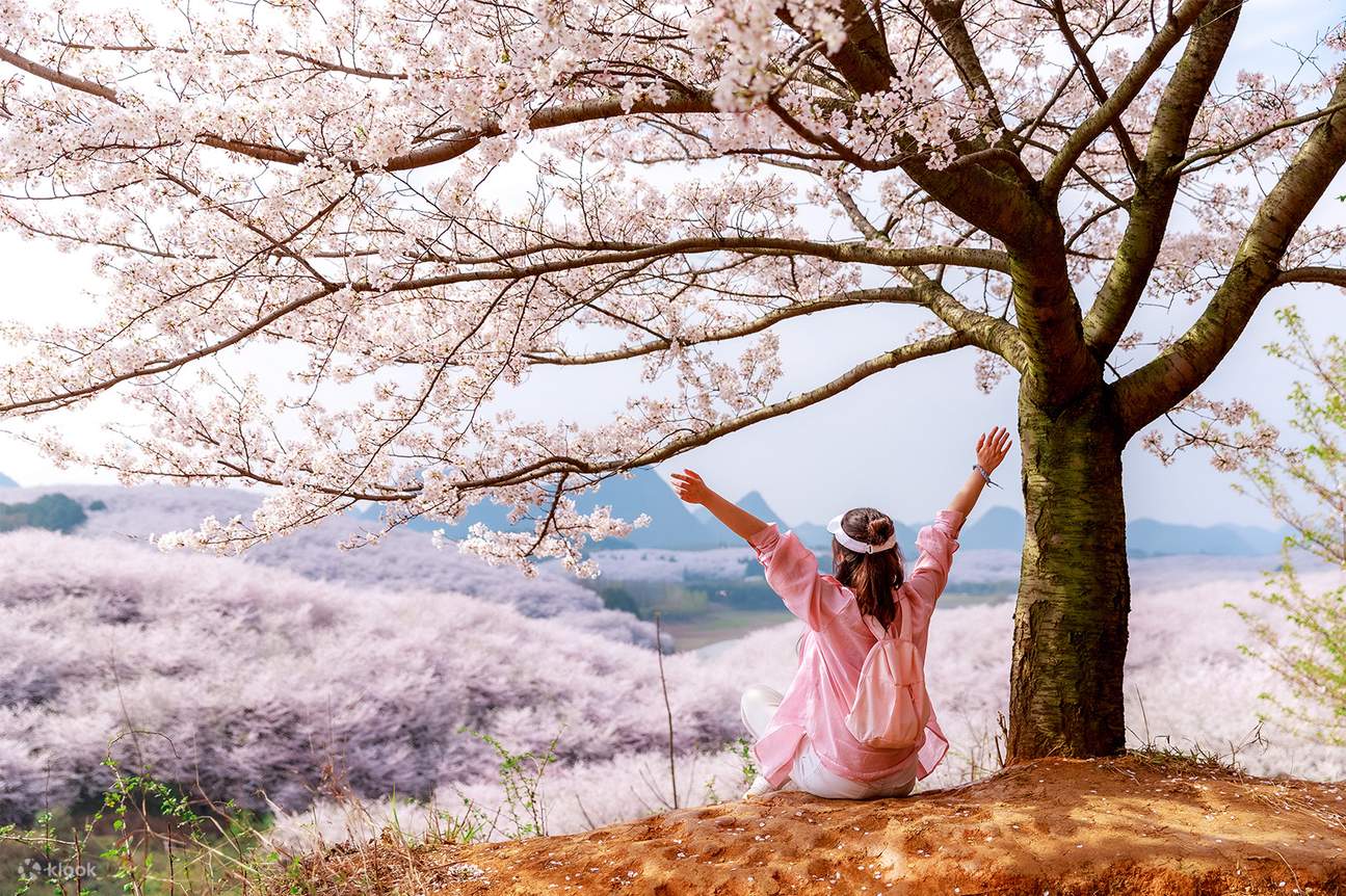 [Cherry Blossom Limited] Guizhou Pingba Cherry Blossom Day Tour (Round ...